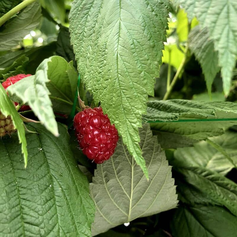 FRAMBOISE - Fraise Patrick Séché